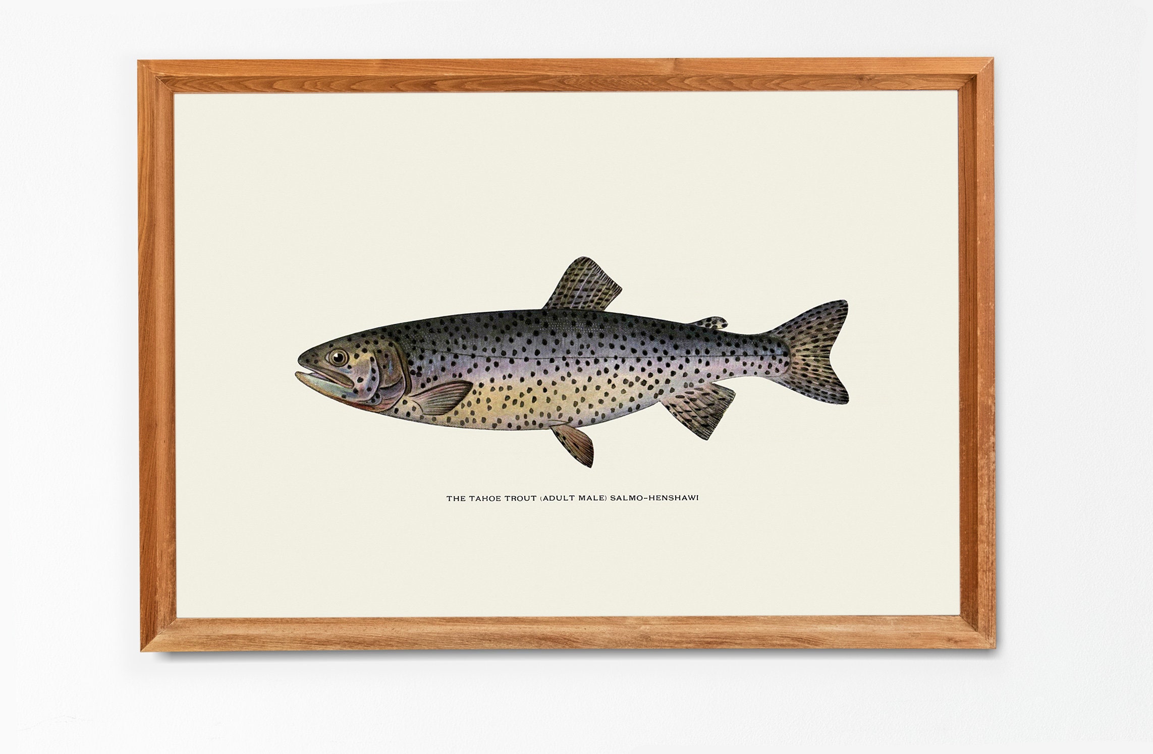 Restored Trout Illustration Printable Wall Art/hq Image Bundle - Etsy ...