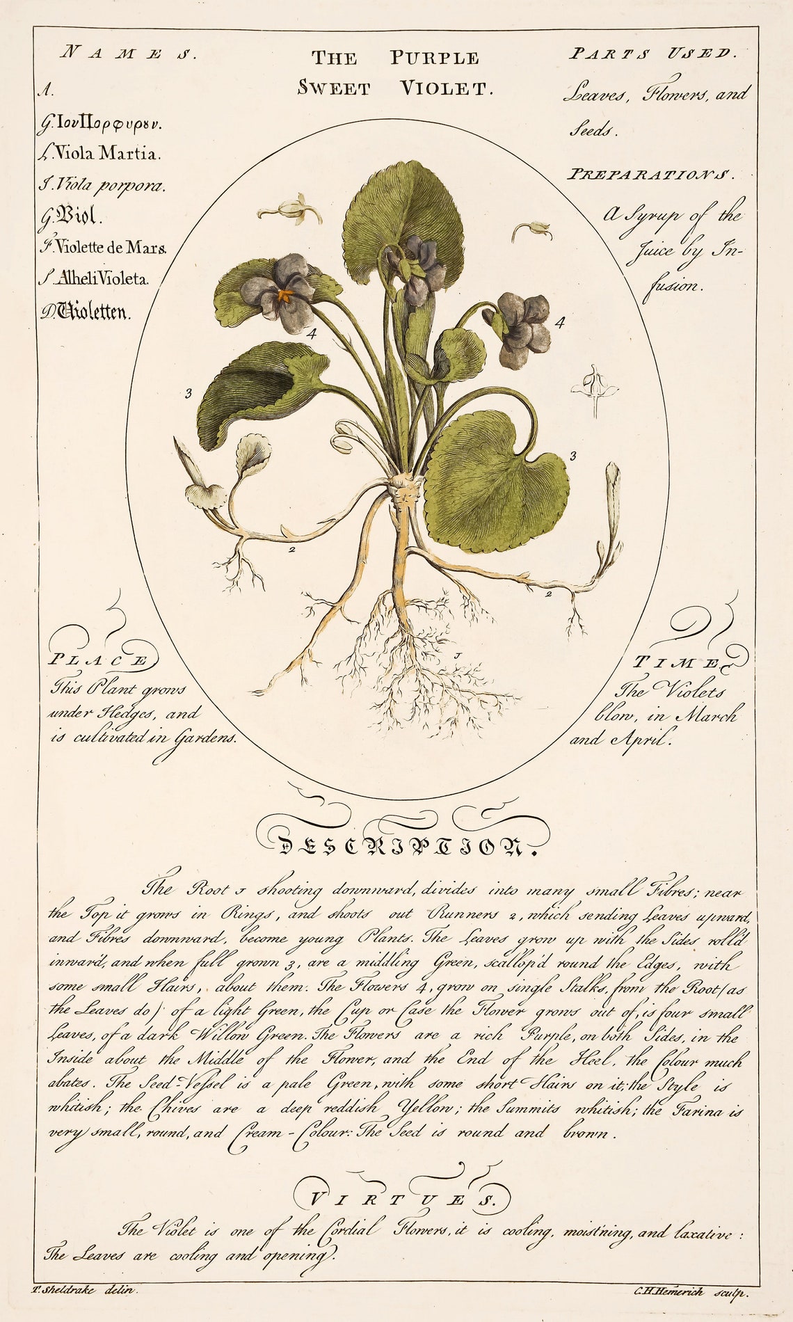 56 Gorgeous Botanicum Medicinale Illustrations Description and - Etsy