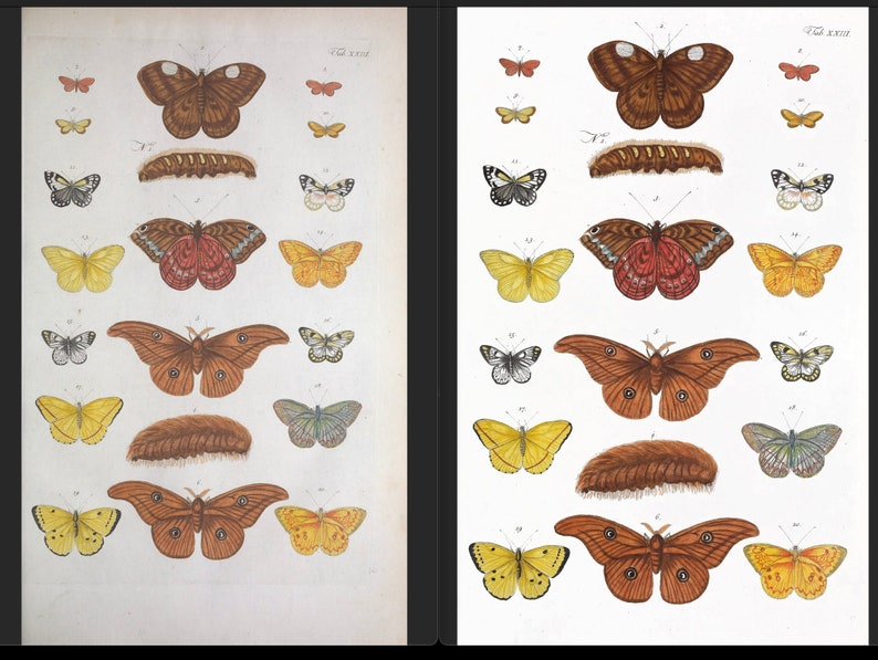 40 Awesome Groups of Moths and Flying Insects Illustrations | Image ...