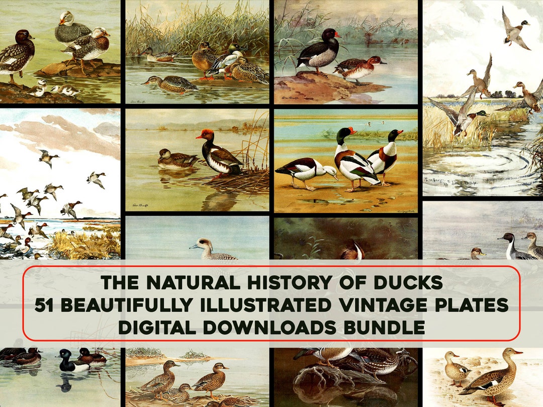 50 Awesome Vintage Duck and Waterfowl Illustrations A Natural History ...