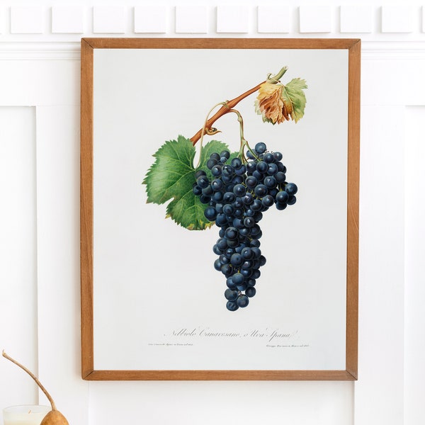 Grape Print - Etsy