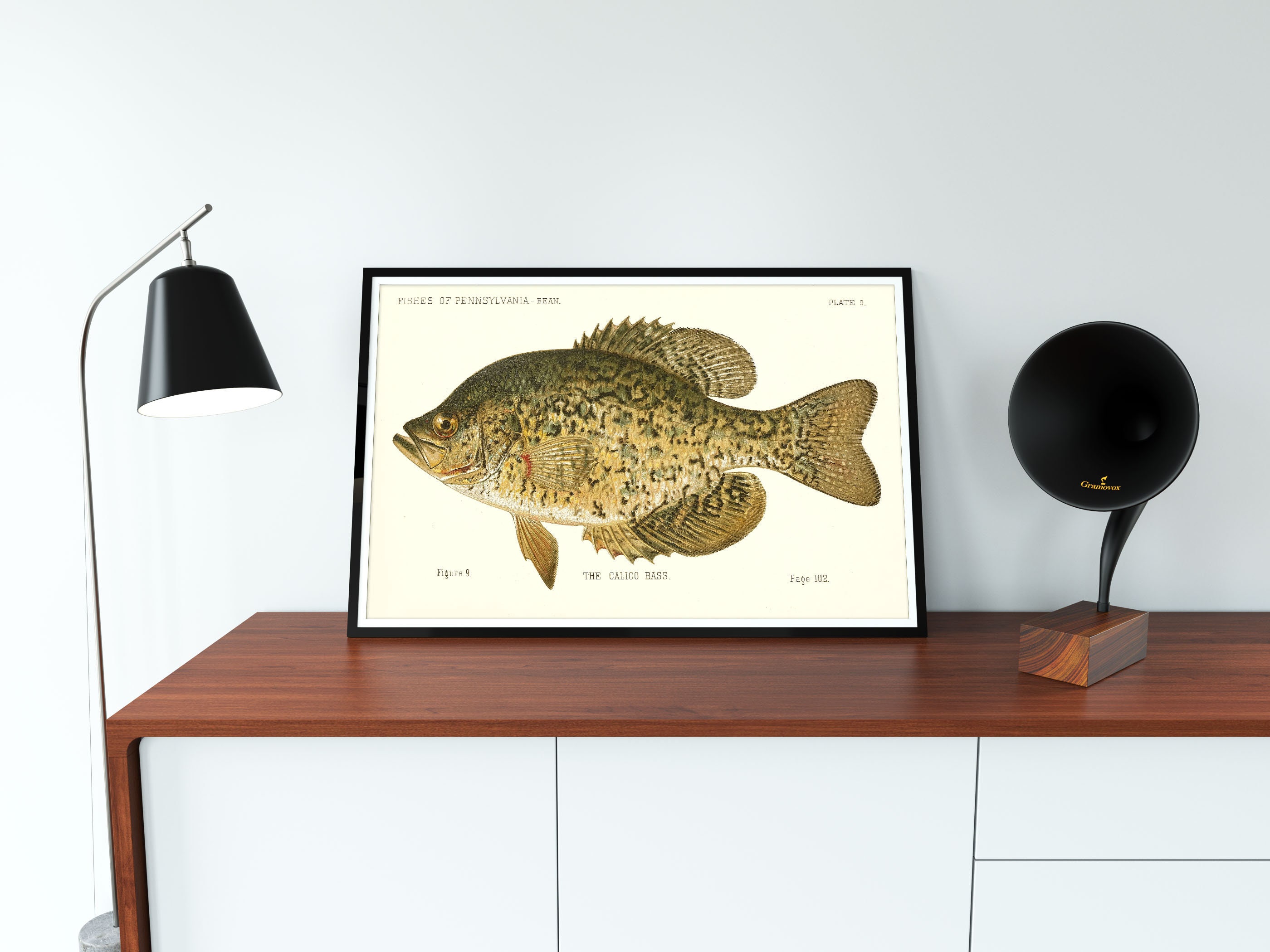 15 Fish of Pennsylvania Whitened Illustration Plates | Image Bundle ...