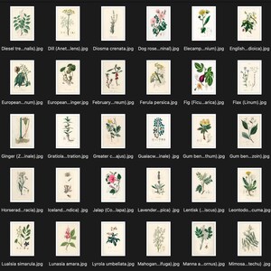 Medical Botany COLLAGE KIT SET 153 Pcs 4"x6" Printable Wall Art Bundle ...