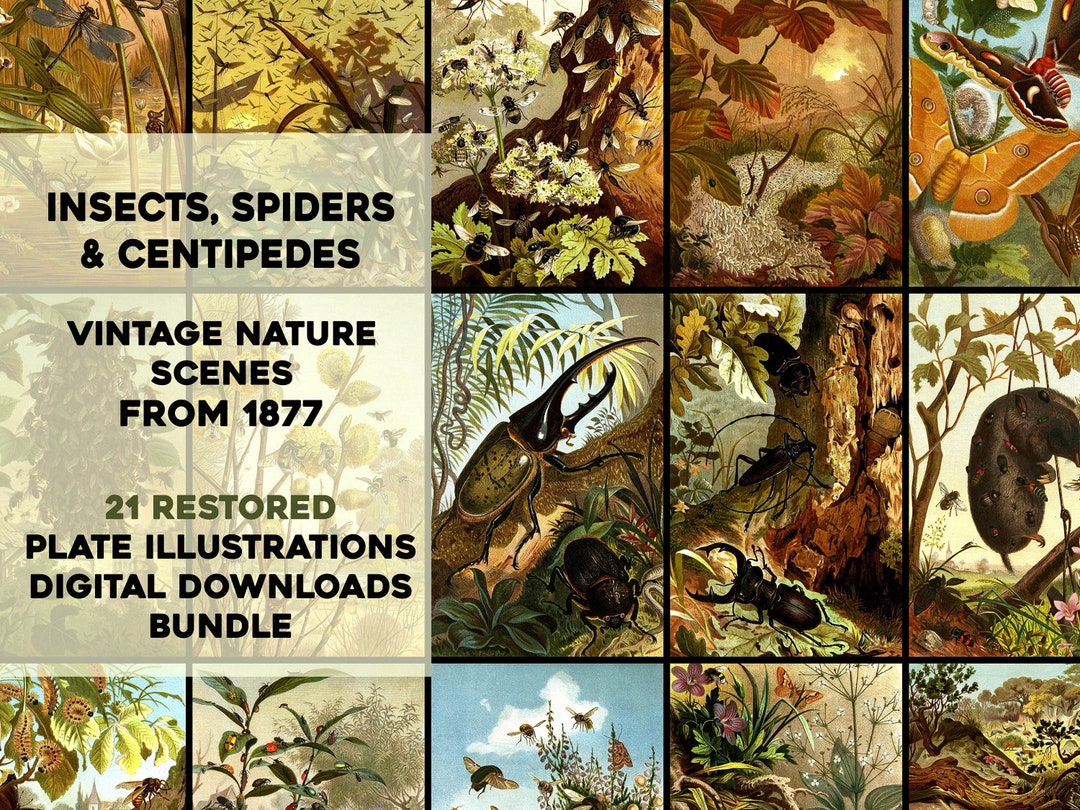 20 Awesome Insect Scenes and Illustrations Image Bundle Printable Art ...