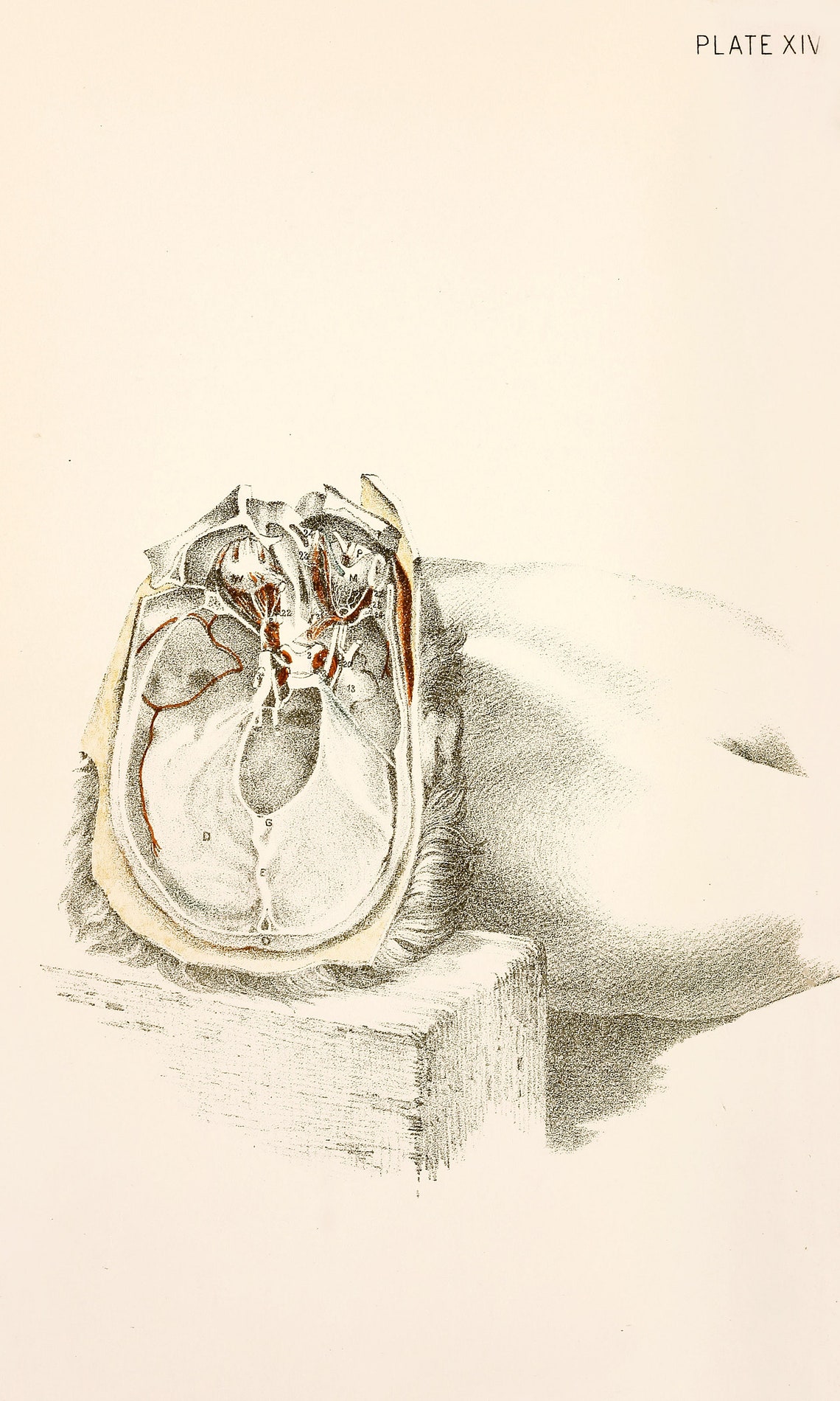 57 Human Anatomical Illustrations Biology Physiology Medical Dissect ...