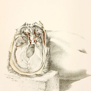 57 Human Anatomical Illustrations Biology Physiology Medical Dissect ...