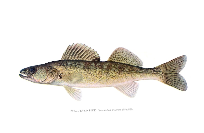Fish Illustration Plates From Fishes of Illinois Vintage - Etsy
