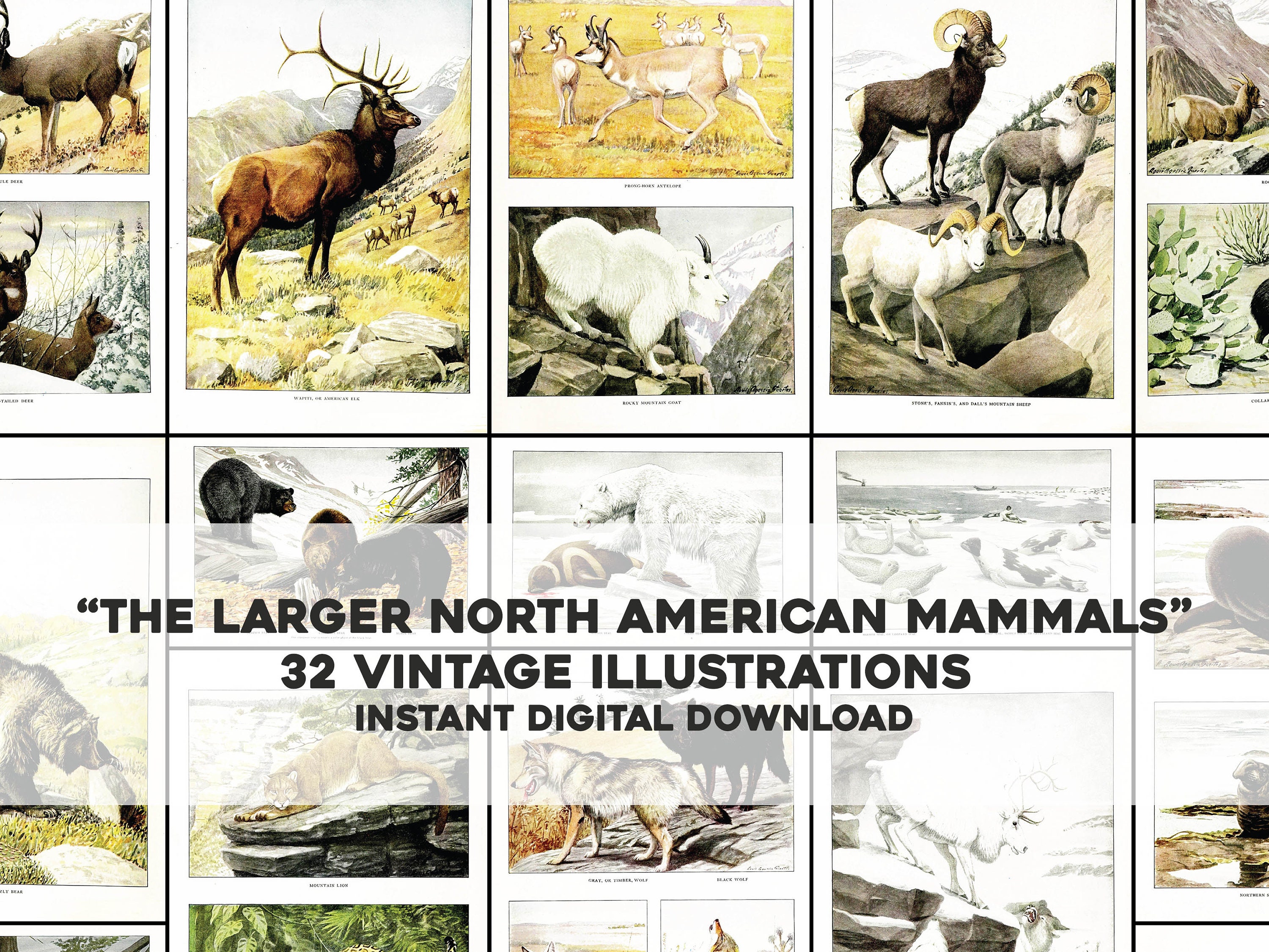 32 North American Mammals Animal Illustrations Image Bundle - Etsy