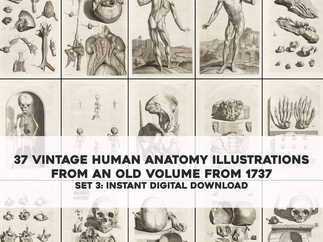 37 Amazing Anatomy of the Human Body After Life Illustrations | Image ...