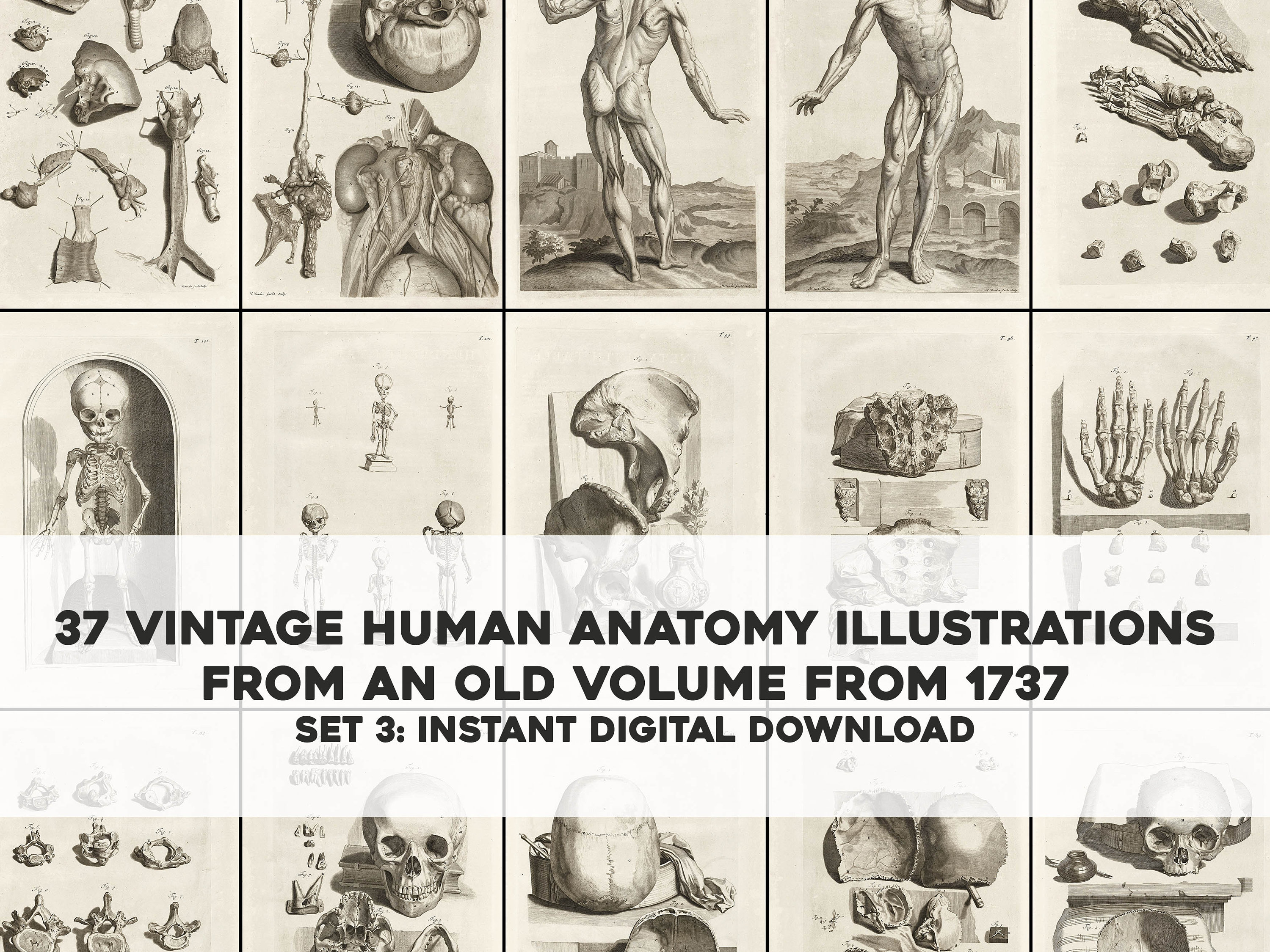 37 Amazing Anatomy of the Human Body After Life Illustrations | Image ...