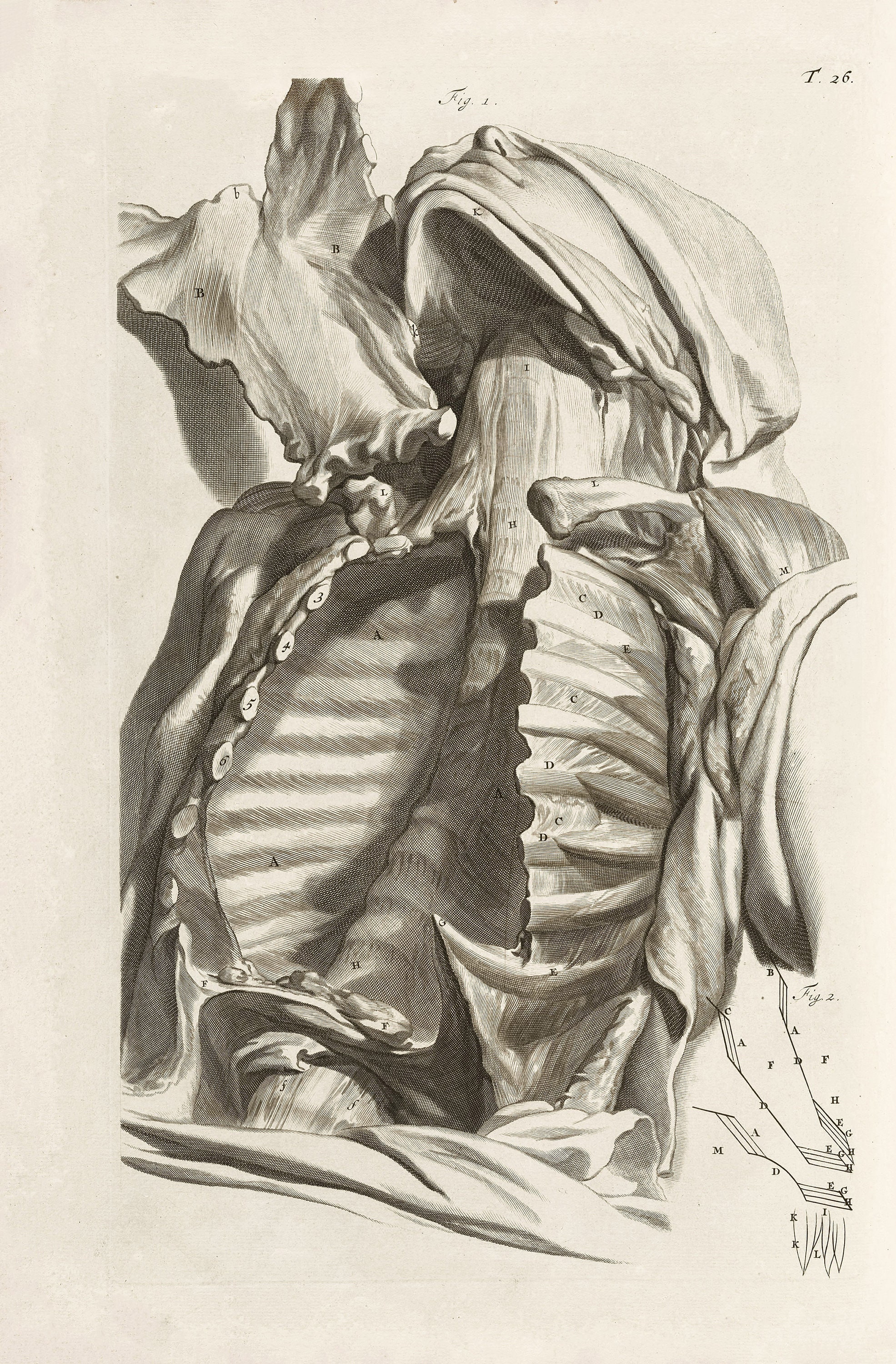37 Amazing Anatomy of the Human Body After Life Illustrations | Image ...