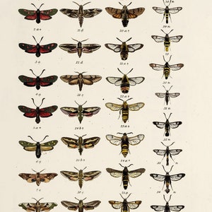 59 Cool Pages of Butterflies & Moths Vintage Illustrations | Image ...