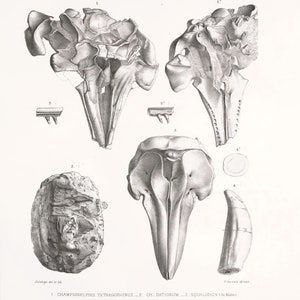 31 Images Osteology of Cetaceans Whales Dolphins Porpoises Set 2 | HQ ...
