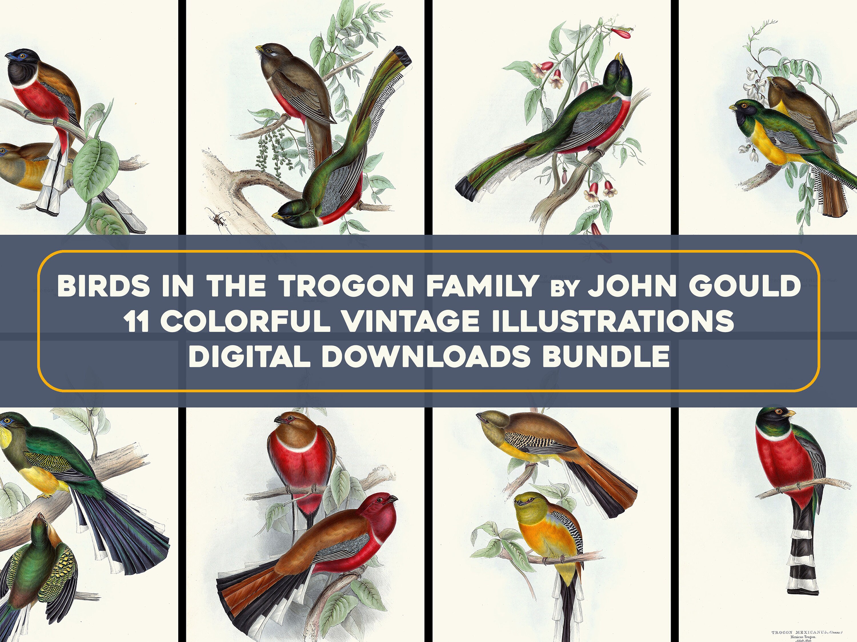 Trogon Bird Illustrations High Resolution Image/printable Wall - Etsy