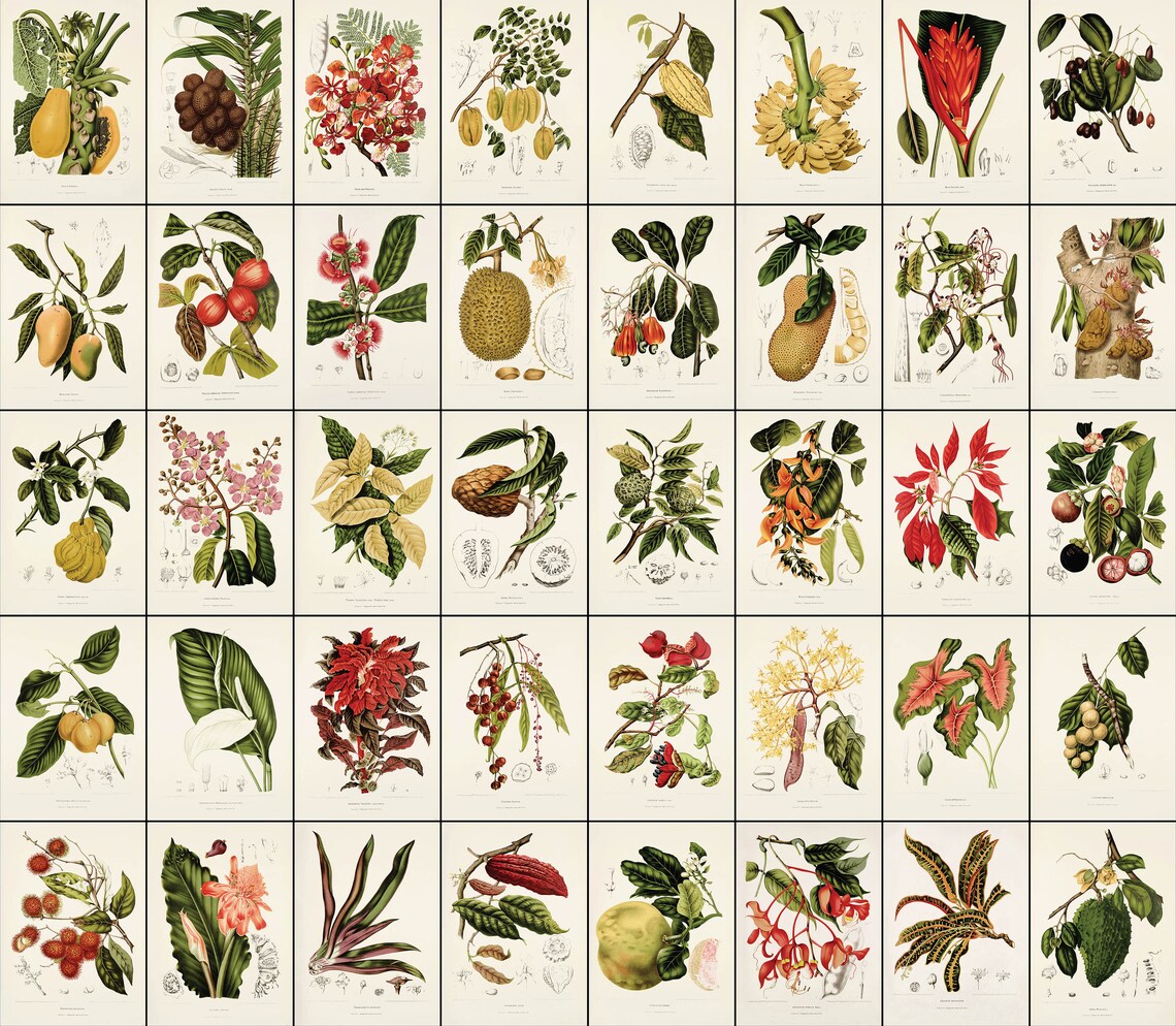 40 Beautiful Flowers Fruits of Java Botanical Illustrations | HQ Image ...