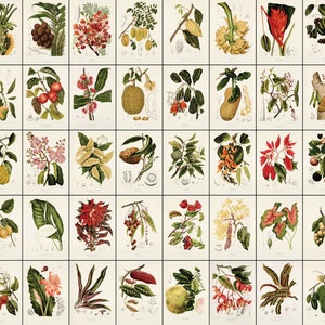 40 Beautiful Flowers Fruits of Java Botanical Illustrations | HQ Image ...