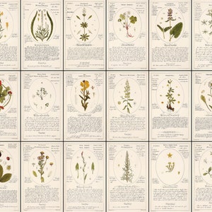 56 Gorgeous Botanicum Medicinale Illustrations Description and Uses HQ ...