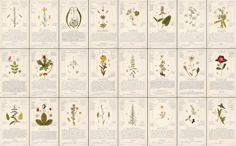 56 Gorgeous Botanicum Medicinale Illustrations Description and - Etsy
