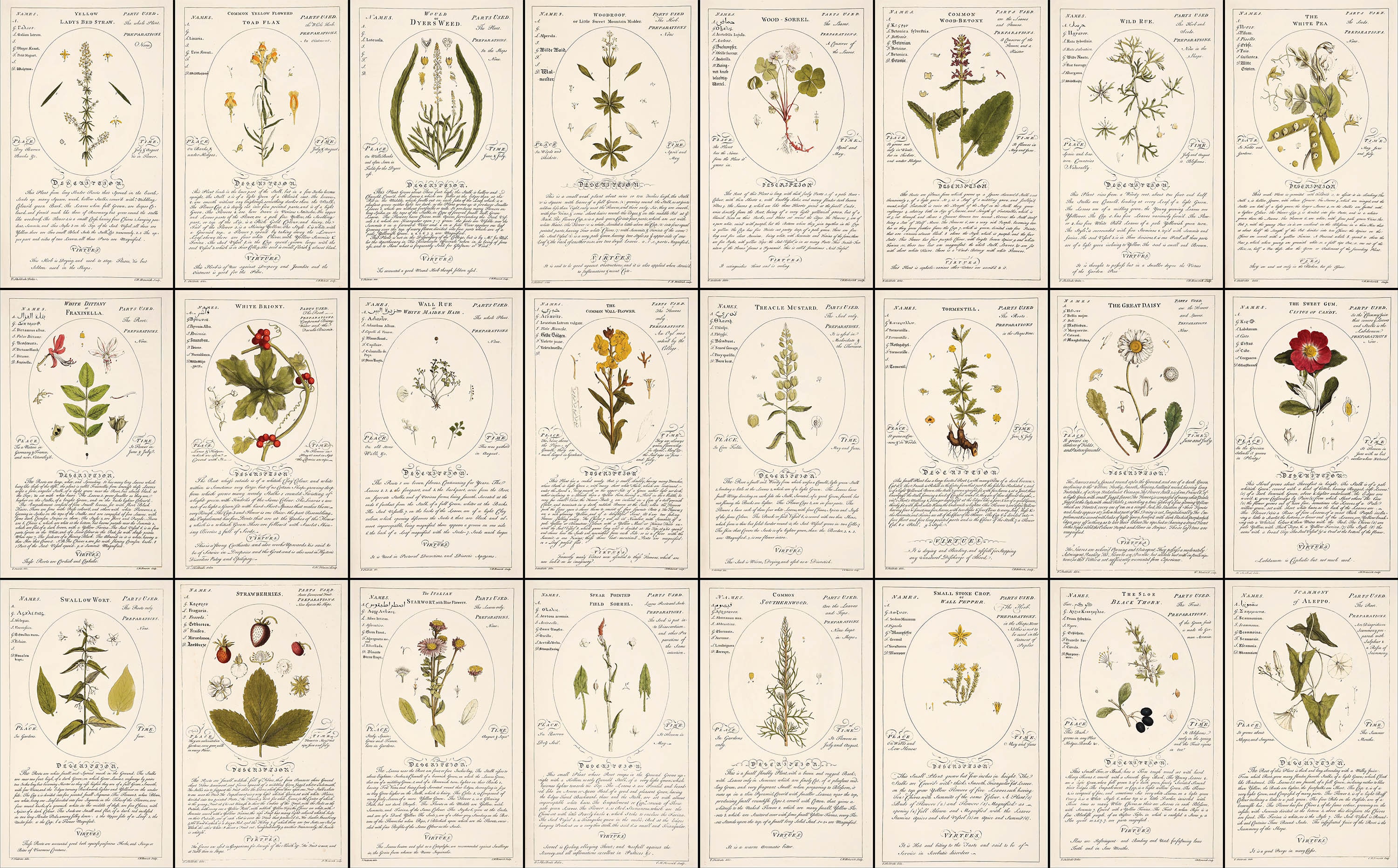 56 Gorgeous Botanicum Medicinale Illustrations Description and - Etsy