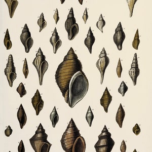 38 Fossil Conchology Shell Illustrations Natural History | Image Bundle ...