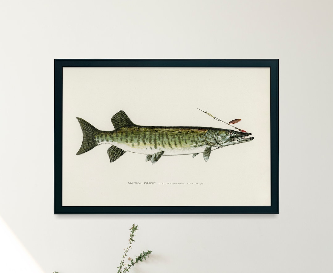 Musky Muskie Muskellunge Fish Illustration Print | Single Printable ...