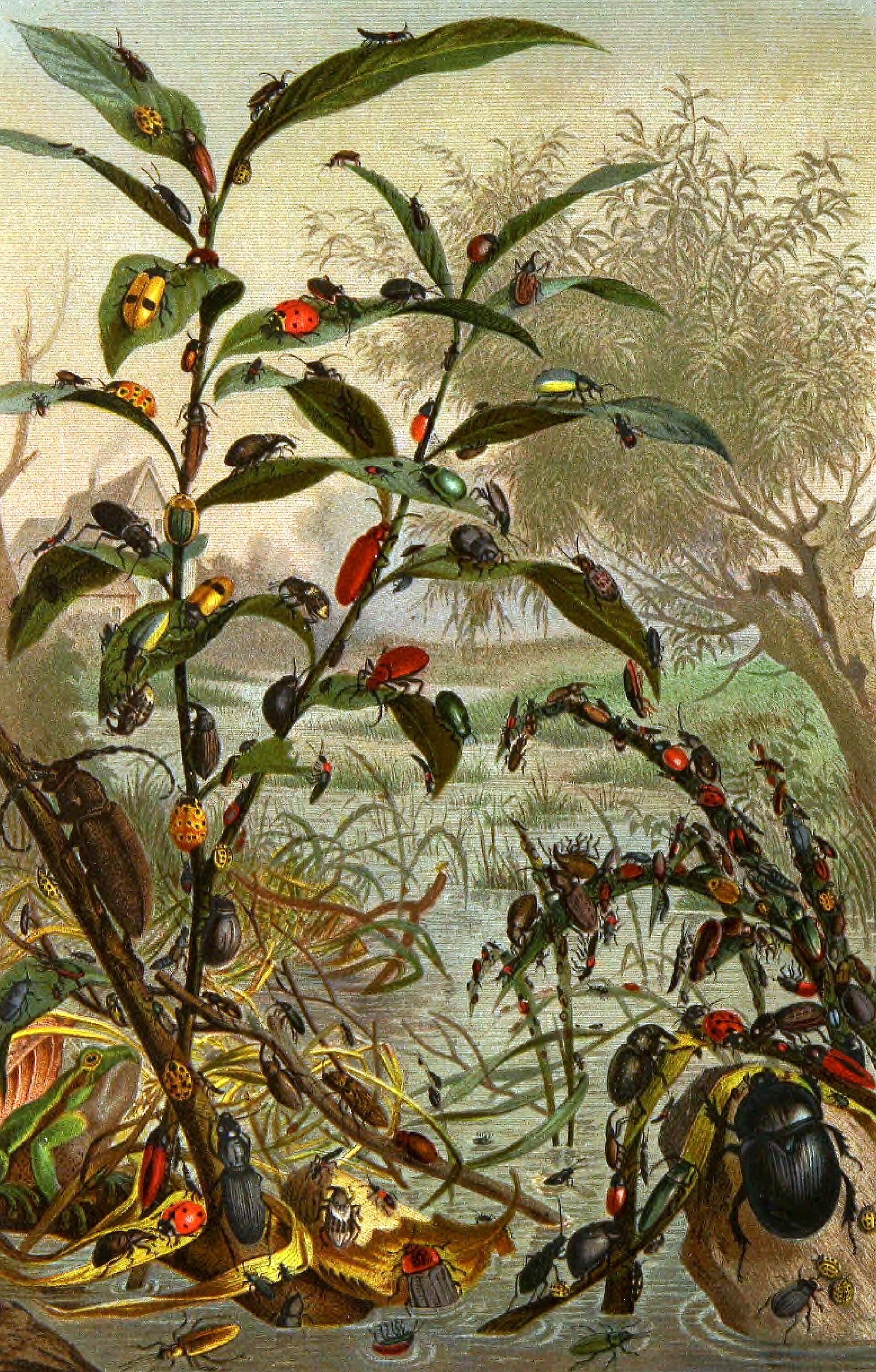 20 Awesome Insect Scenes and Illustrations Image Bundle - Etsy