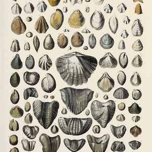 38 Fossil Conchology Shell Illustrations Natural History | Image Bundle ...