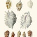 30 Vintage Shell Illustrations Plate Printable Wall Art Bundle Conch ...