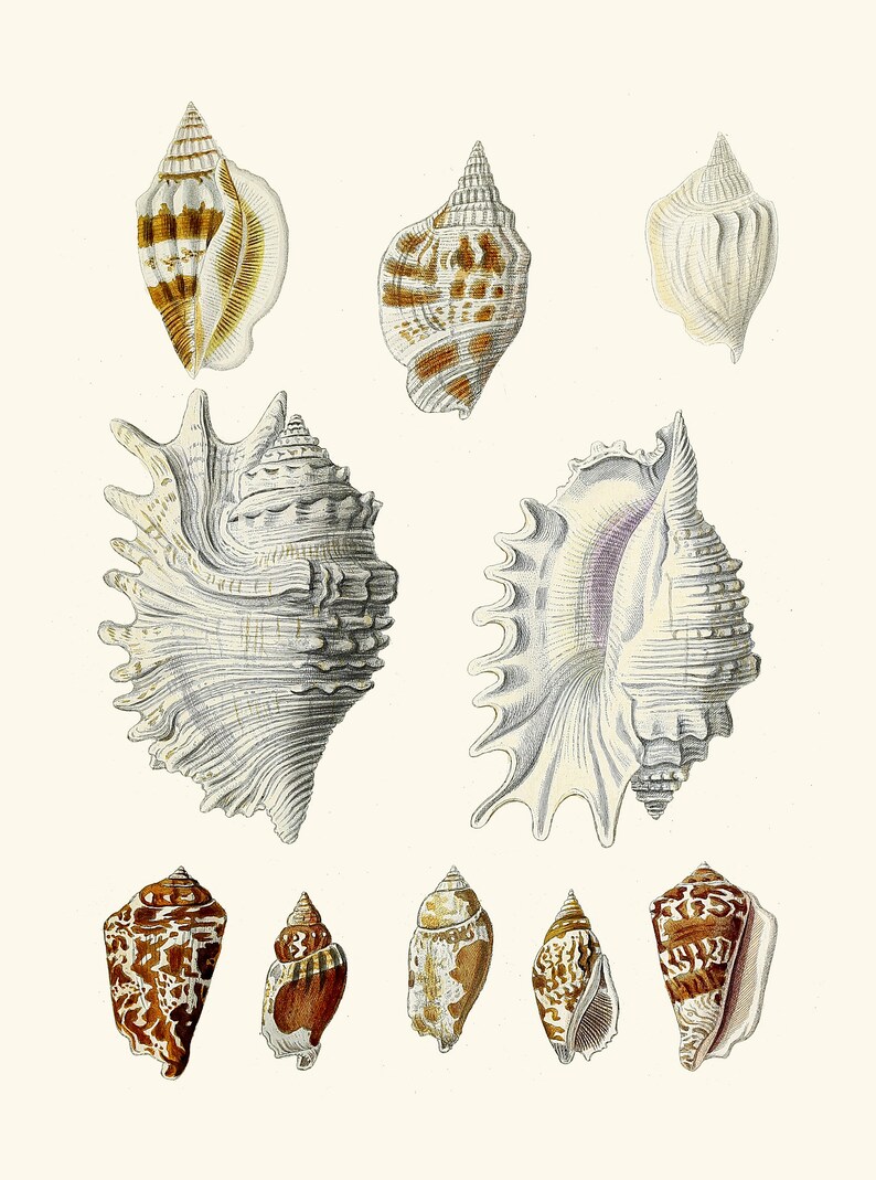 30 Vintage Shell Illustrations Plate Printable Wall Art Bundle Conch ...