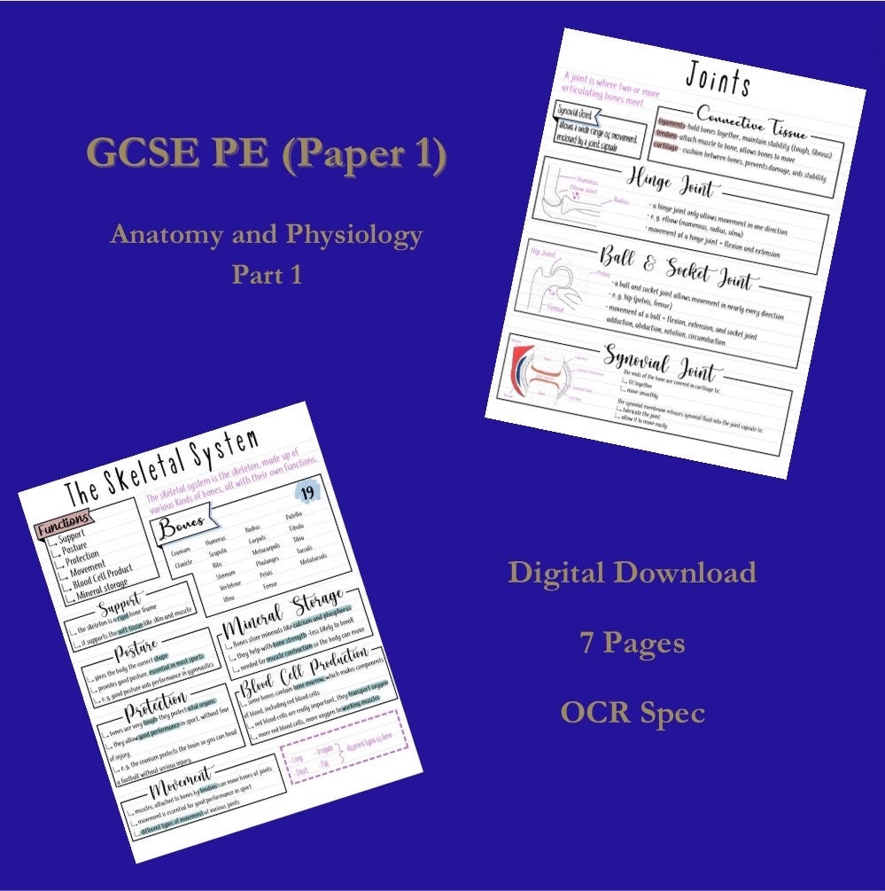 GCSE PE Notes (paper 1) - Etsy