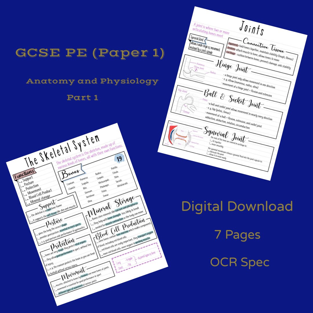 GCSE PE Notes paper 1 - Etsy