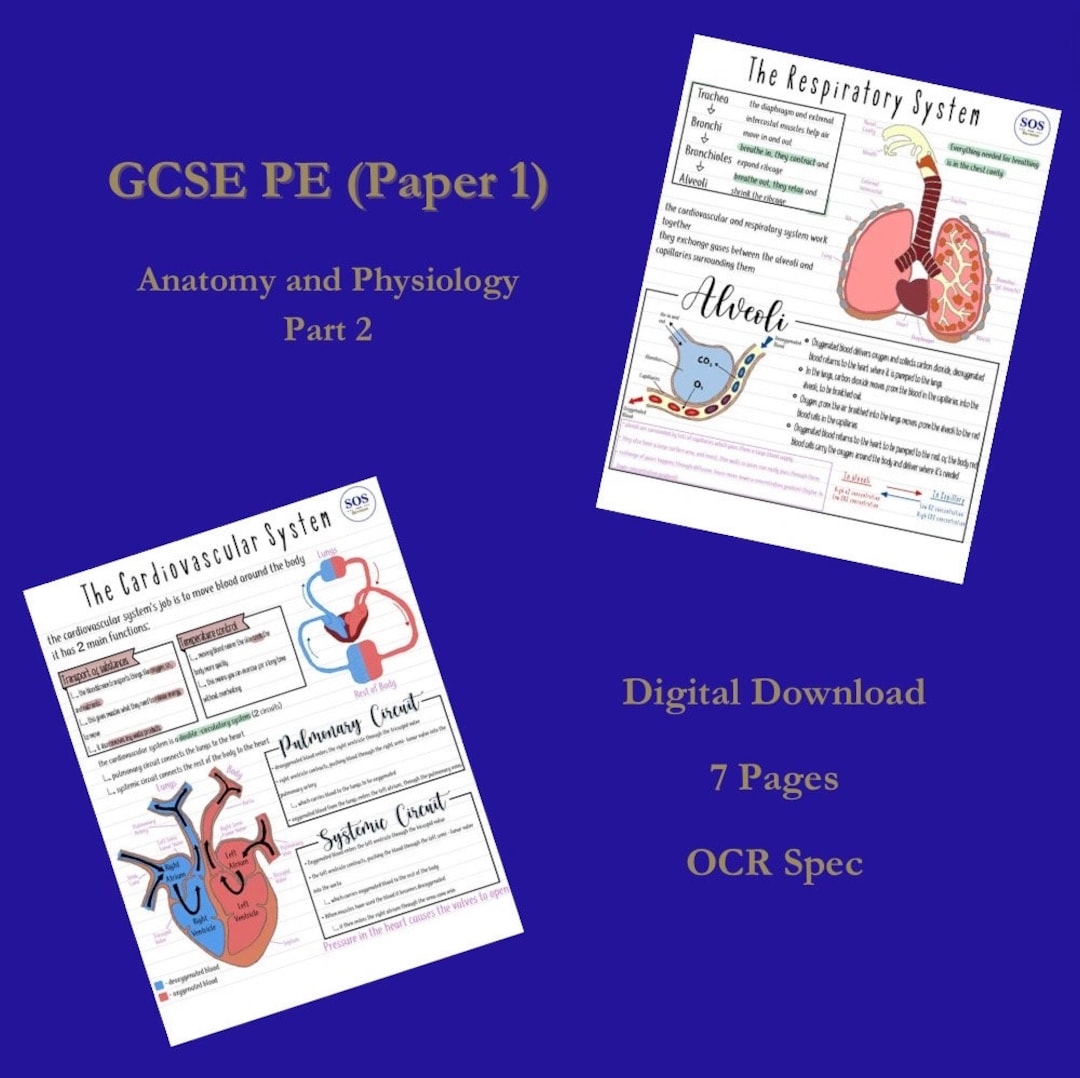GCSE PE Notes (paper 1) - Etsy