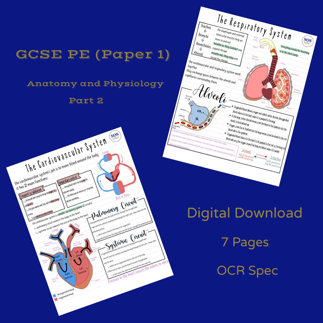 GCSE PE Notes paper 1 - Etsy