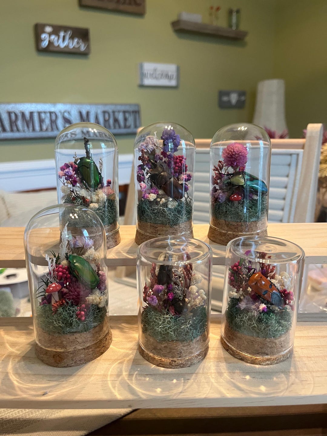 Insect Bug Beetle Cloche Dome Diorama Terrarium Glass Bell Jar Display ...