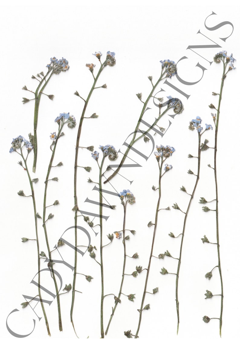 Pressed Forget Me Nots DIGITAL DOWNLOAD - Etsy