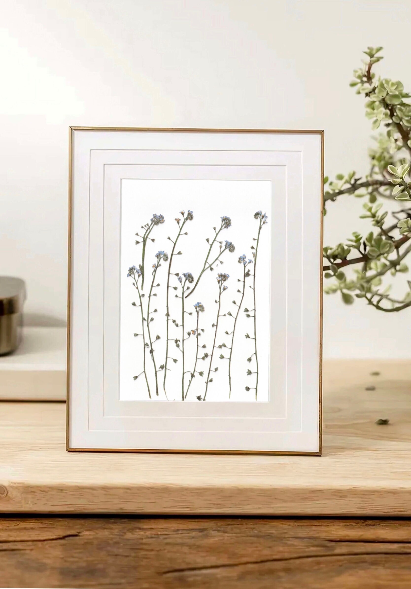 Pressed Forget Me Nots DIGITAL DOWNLOAD - Etsy