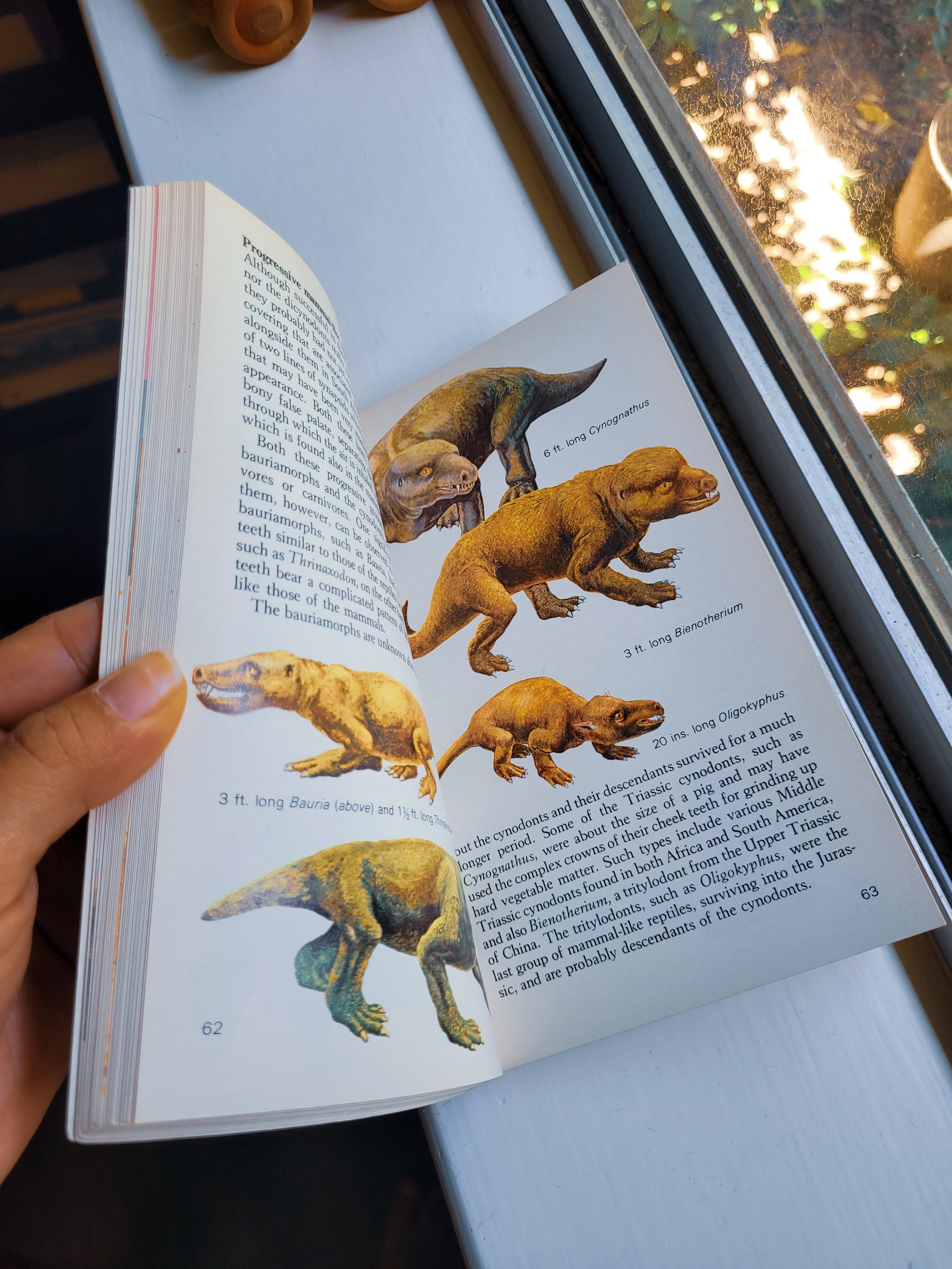 Knowledge Through Color Prehistoric Animals Vintage Guide - Etsy