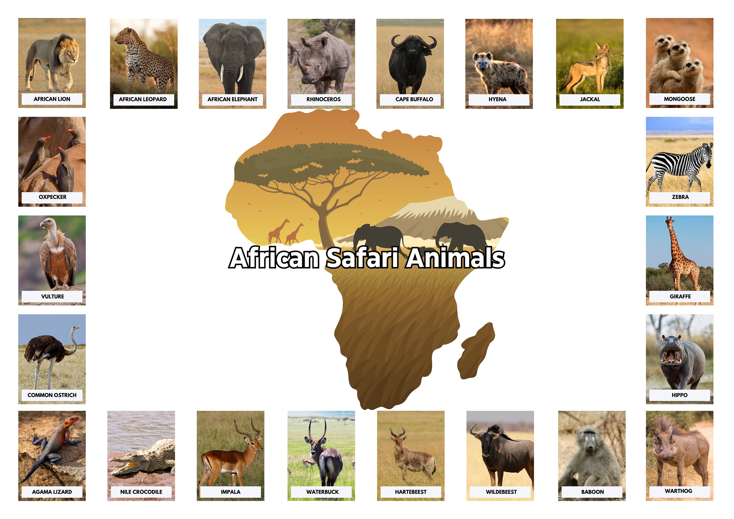 AFRICAN SAFARI ANIMALS Poster Montessori Poster Montessori - Etsy