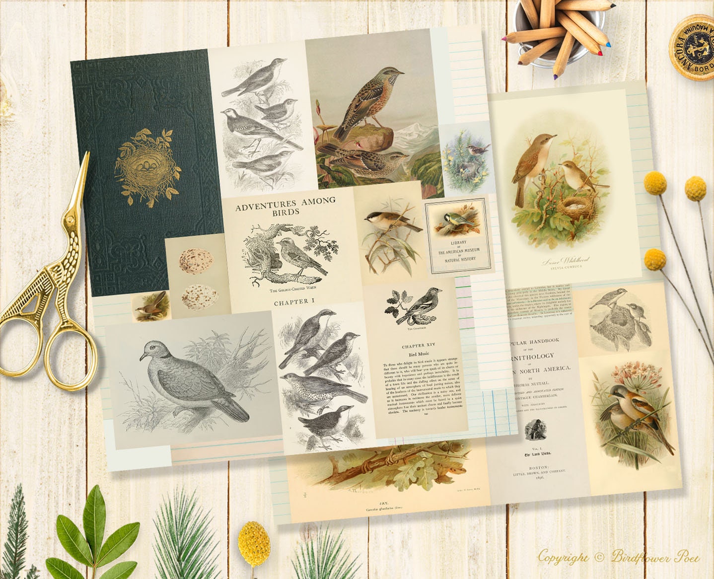 Birdlife Printable Scrapbook Papers With Vintage Bird Art, Birds ...
