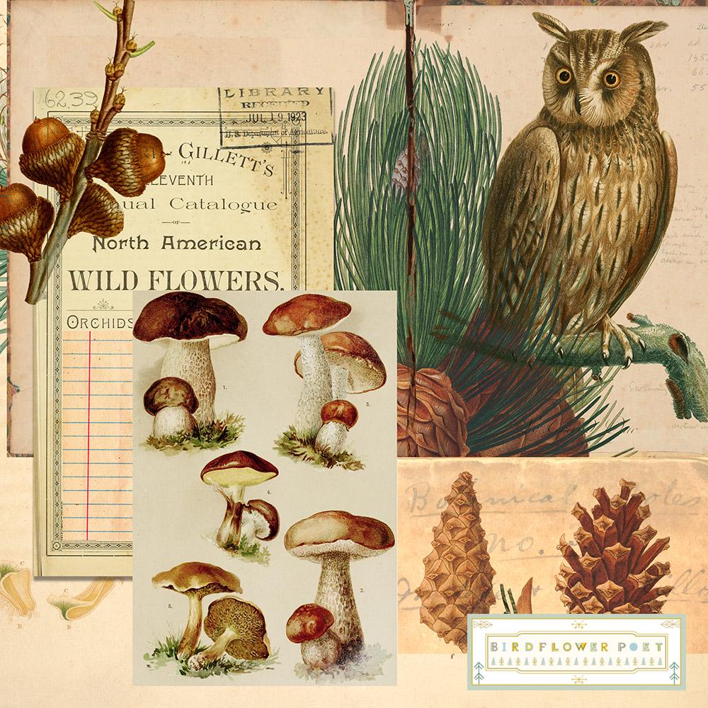 Forest Printable Scrapbook Paper With Leaves, Ferns, Trees, Mushrooms ...