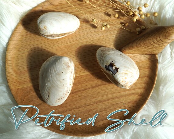 Natural Fossilized Tellina Shell From Madagascar Big White | Etsy