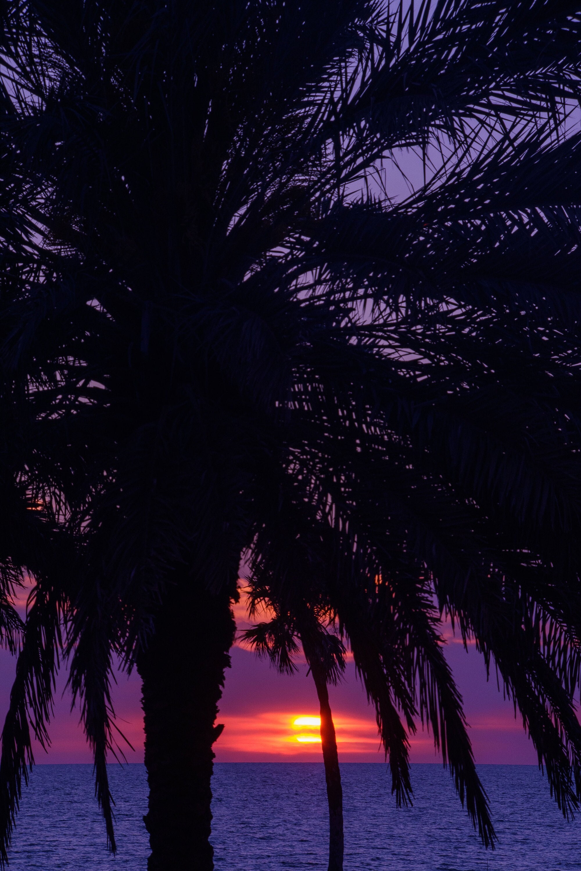Florida Beach Palm Tree at Sunset | Landscape Wall Art | Landscape ...