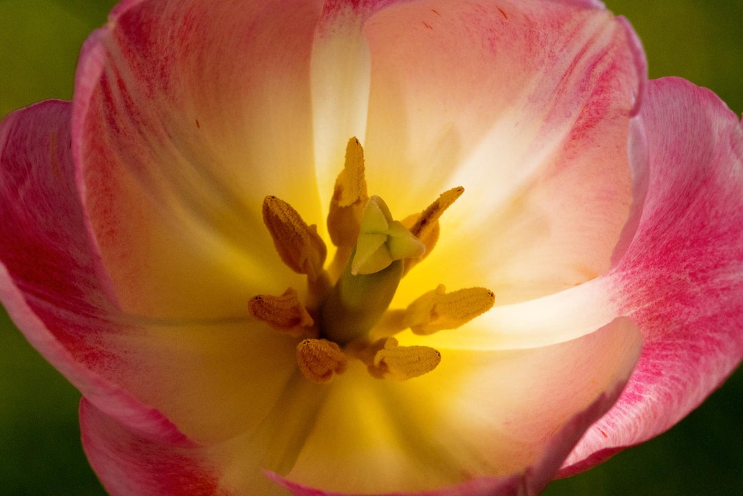 Backlit Tulip Flower Closeup | Landscape Wall Art | Landscape Photo ...