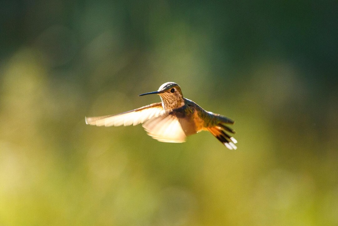 Hummingbird | Landscape Wall Art | Landscape Photo | Print | Canvas ...