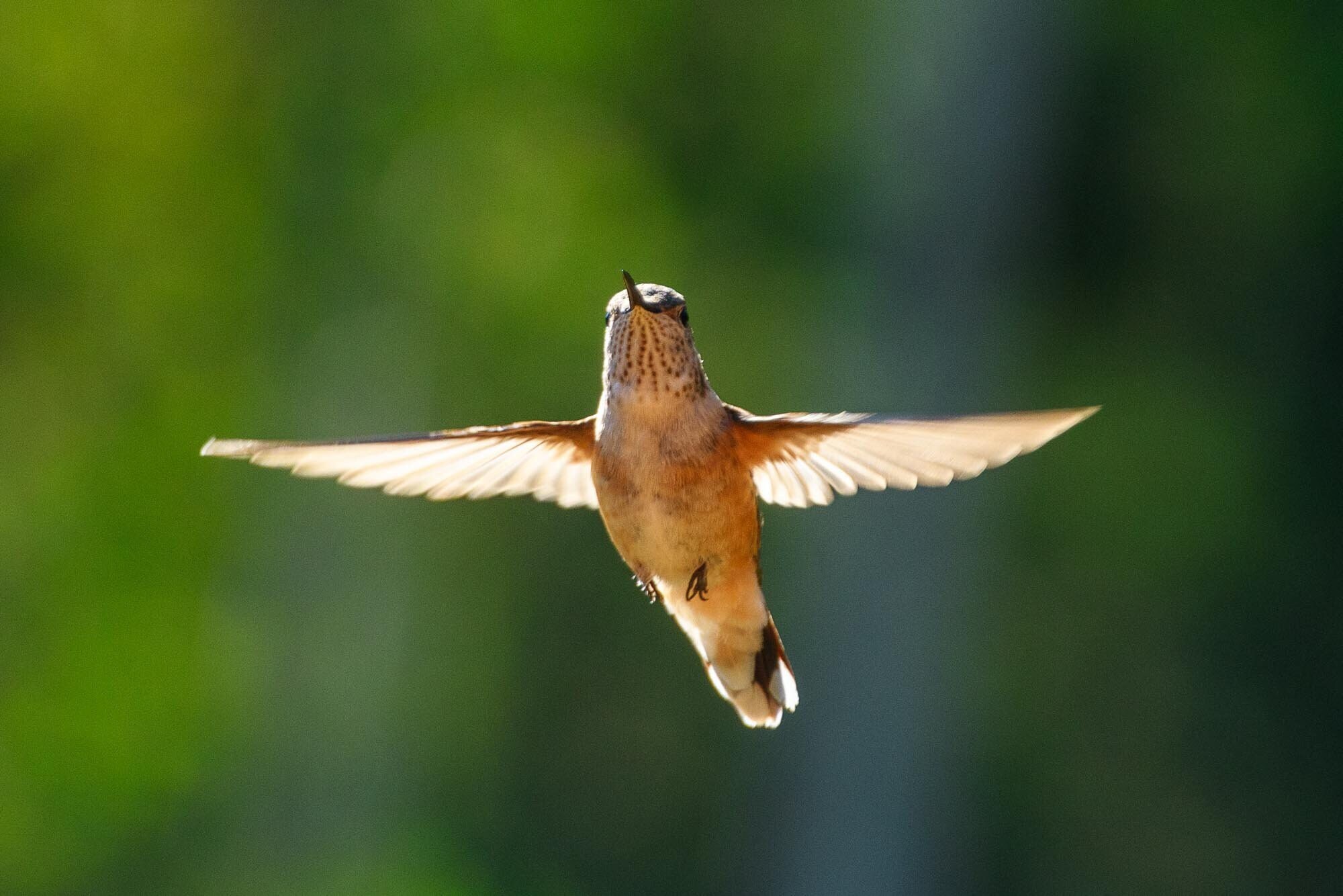 Hummingbird | Landscape Wall Art | Landscape Photo | Print | Canvas ...