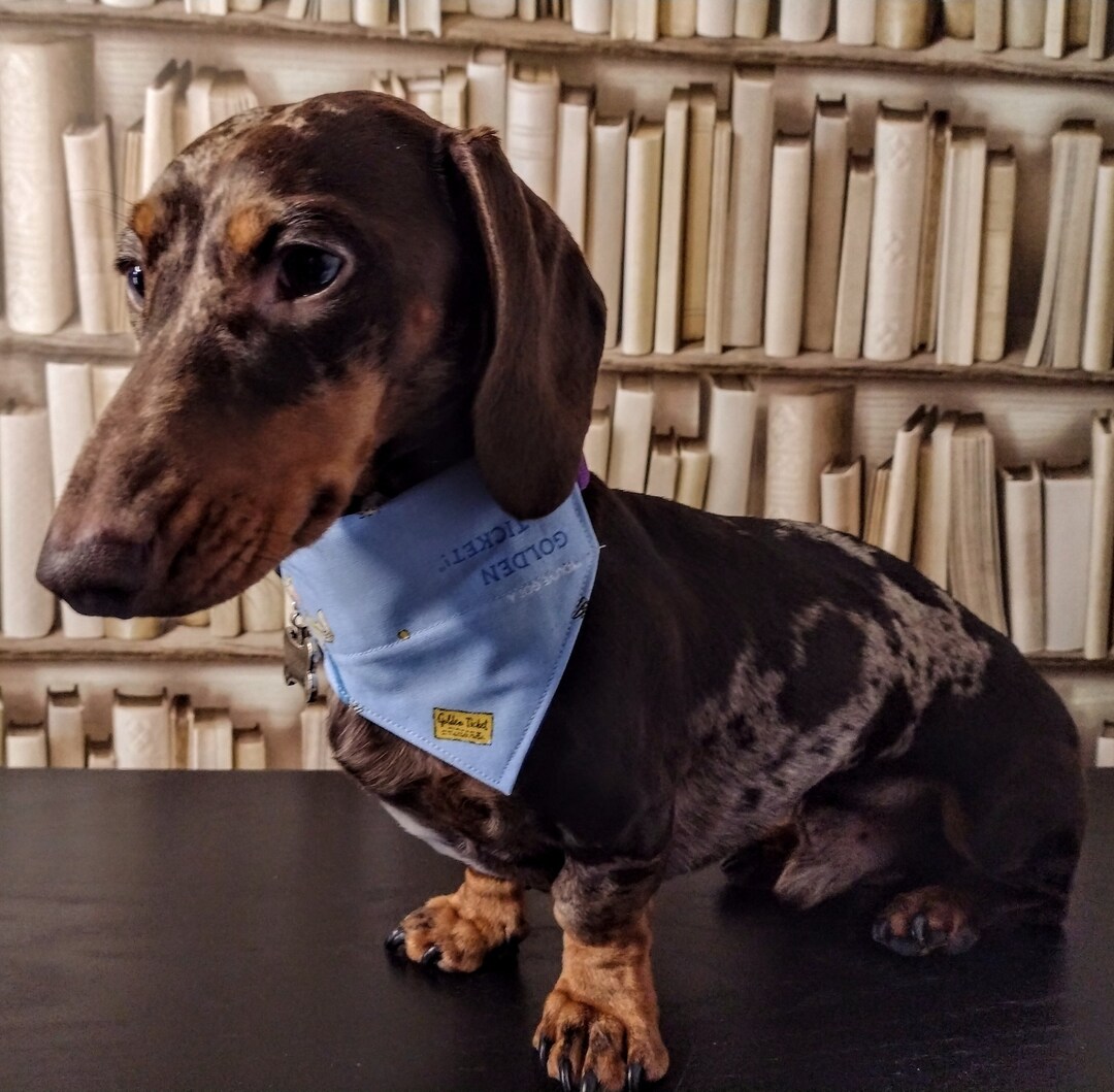Willy Wonka Golden Ticket Small Pet Bandana Handmade Bespoke Over the ...