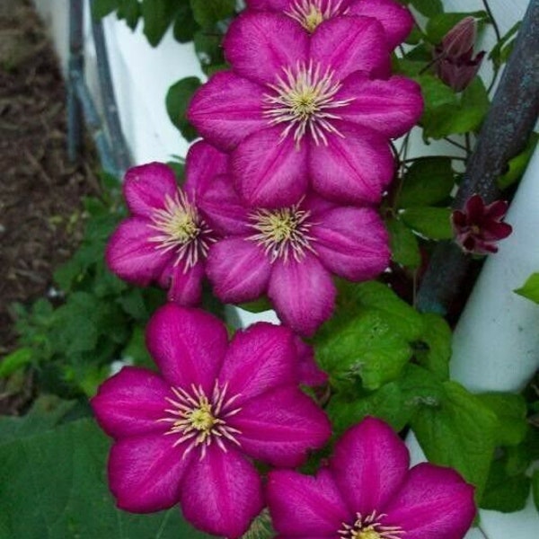 Clematis - Etsy
