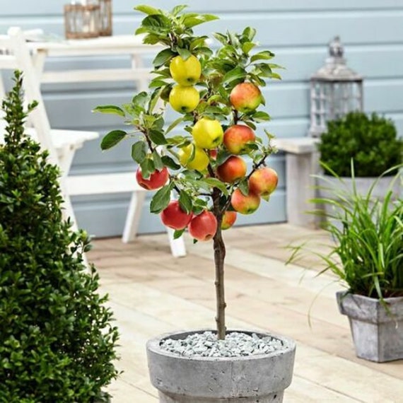 Apple Tree Bonsai