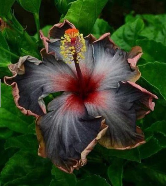 Purple Hibiscus Flower Bouquets