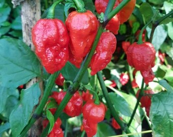 Apocalypse Pepper Ultra Hot Pepper Premium Seed Packet - Etsy